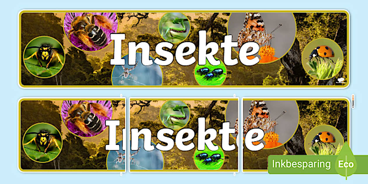 Insekte Vertoonbanier (teacher made) - Twinkl