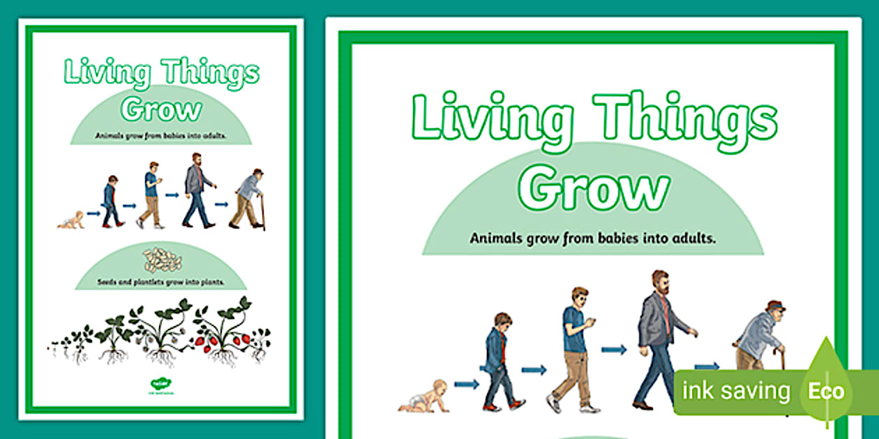 Living Things Grow Display Poster (teacher made) - Twinkl