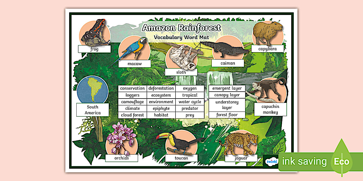 Amazon Rainforest Vocabulary Word Mat - Twinkl