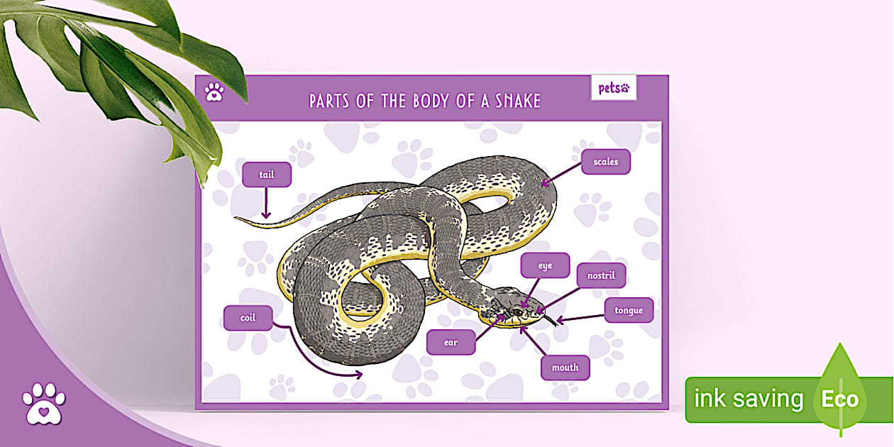 Parts of the Body of a Snake - Display Poster (teacher made)