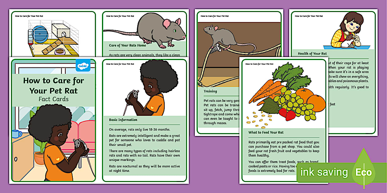 How to Care for Your Pet Rat Fact Cards (teacher made)