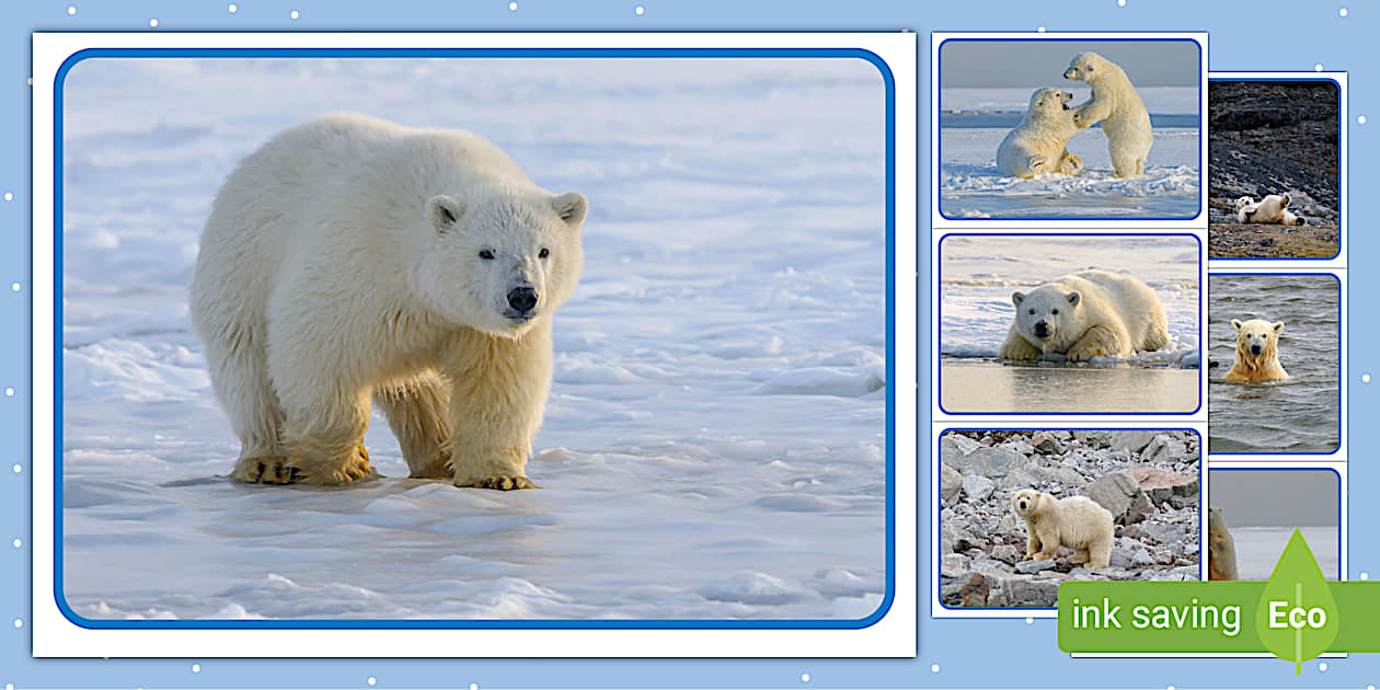 Polar Bear Cub Photo Pack (teacher made) - Twinkl