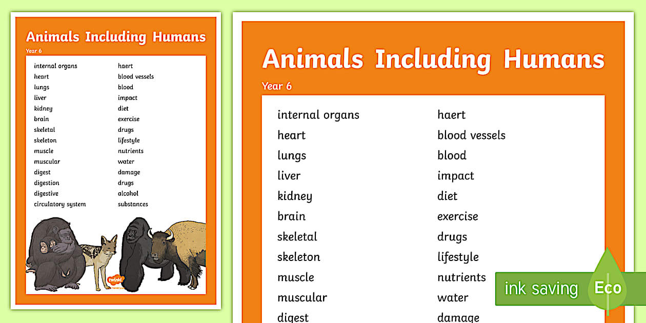 Editable Year 6 Animals Including Humans Scientific Vocabulary Poster