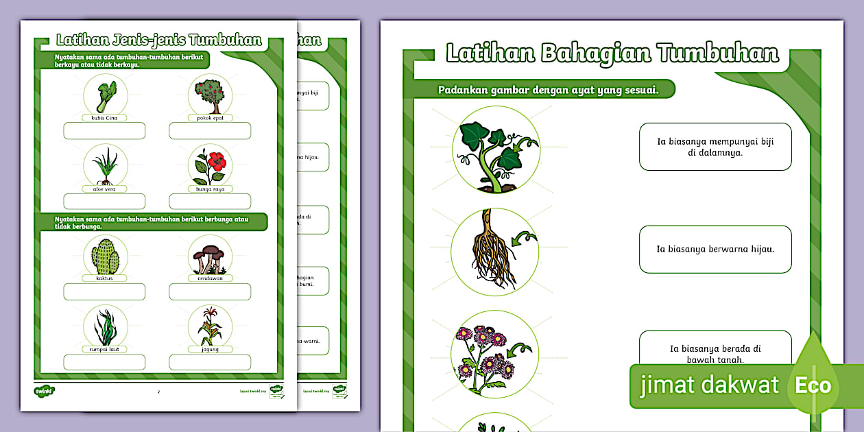 Lembaran Kerja Bahagian dan Jenis-jenis Tumbuhan - Twinkl