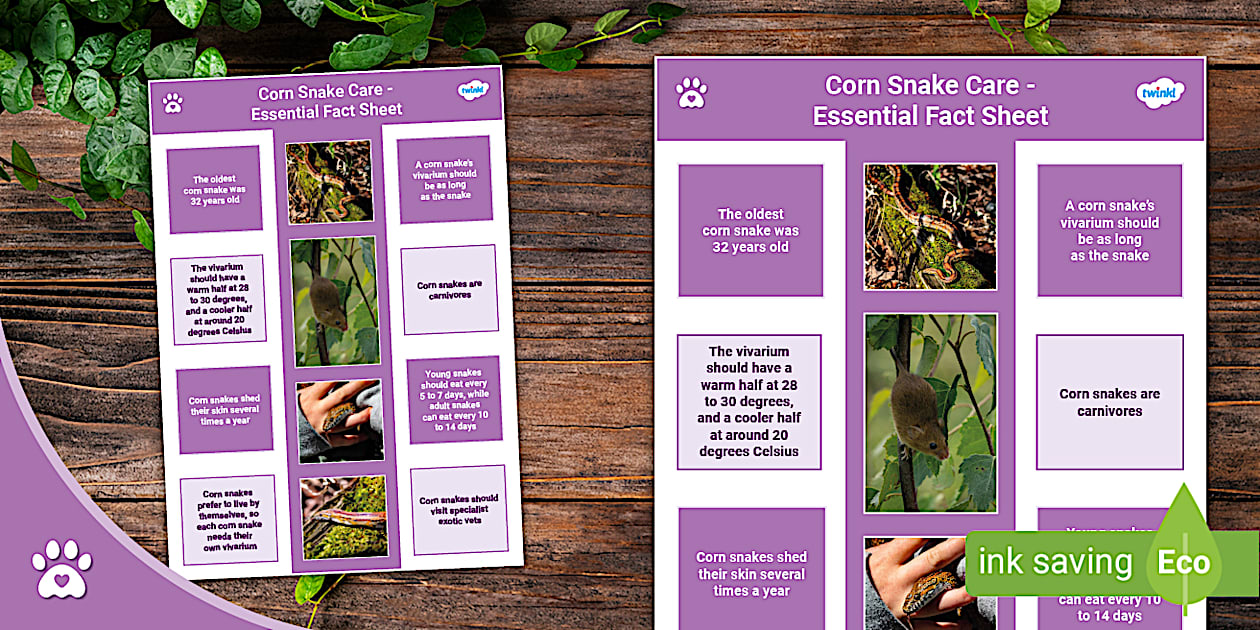 Corn Snake Care Sheet | Facts | Twinkl (teacher made)