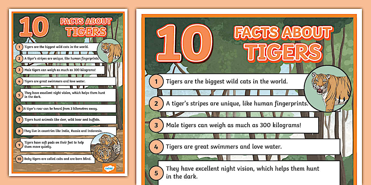 10 Facts About Tigers Display Poster (teacher made) - Twinkl