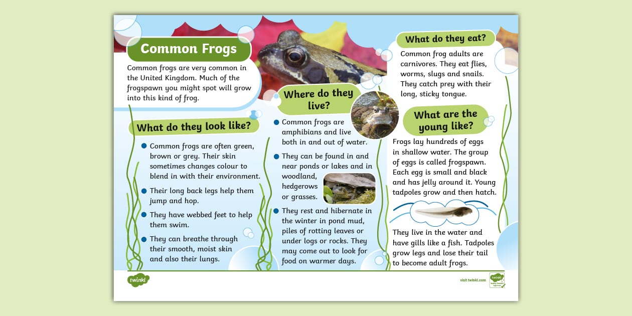 Common Frogs Fact File - KS1 (teacher made) - Twinkl