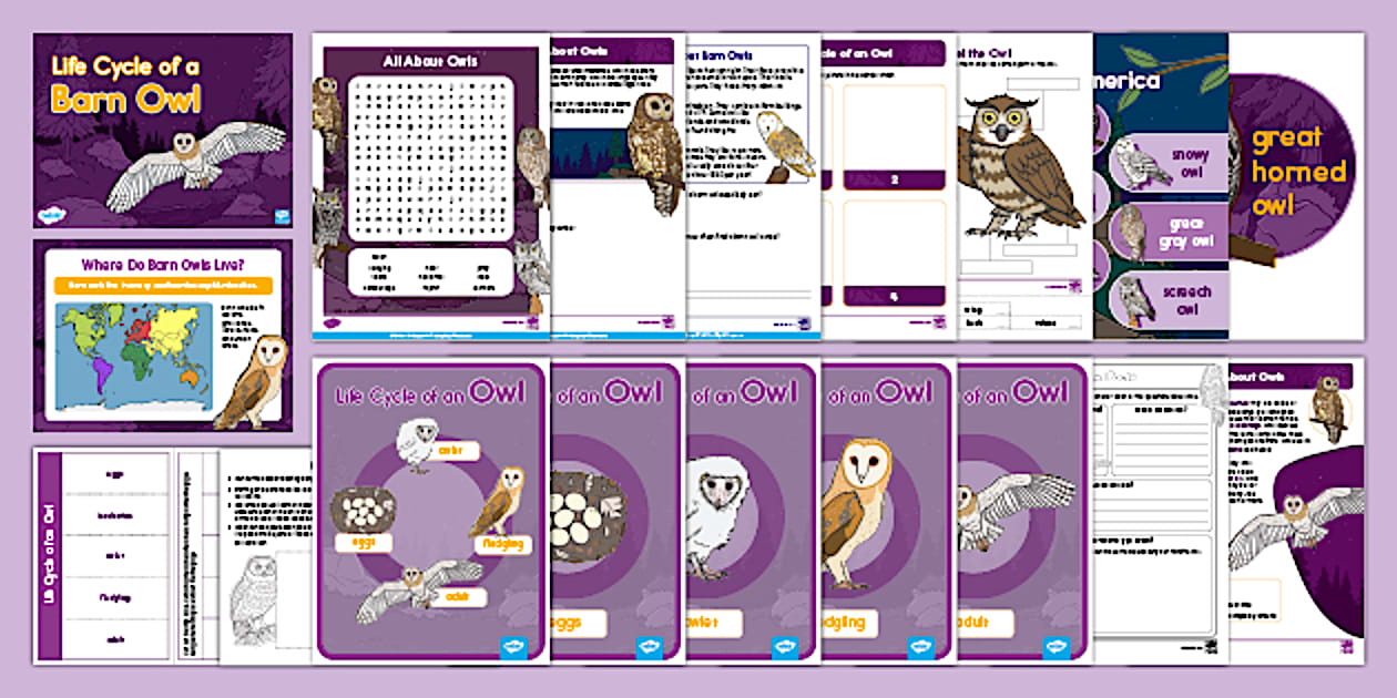 Colorful Owl Worksheets for K-2nd Grade | Twinkl USA