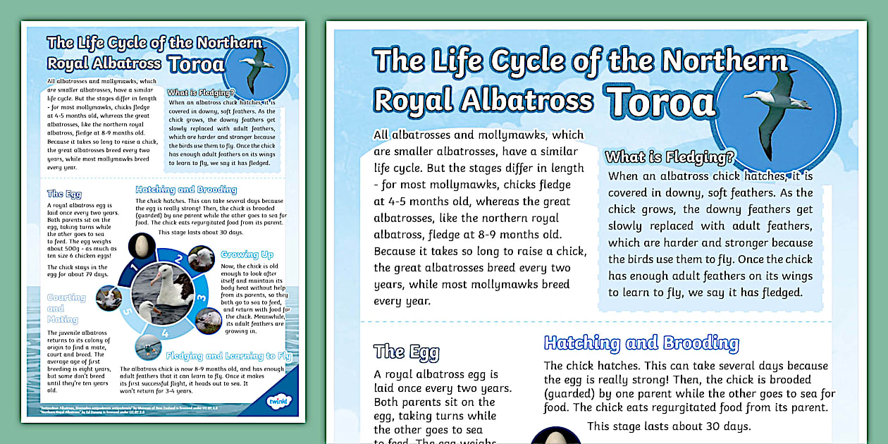 Northern Royal Albatross Life Cycle Poster (teacher made)
