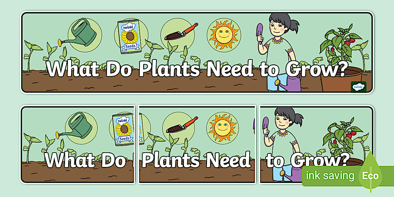 What Do Plants Need to Grow? Display Banner, Plants Display