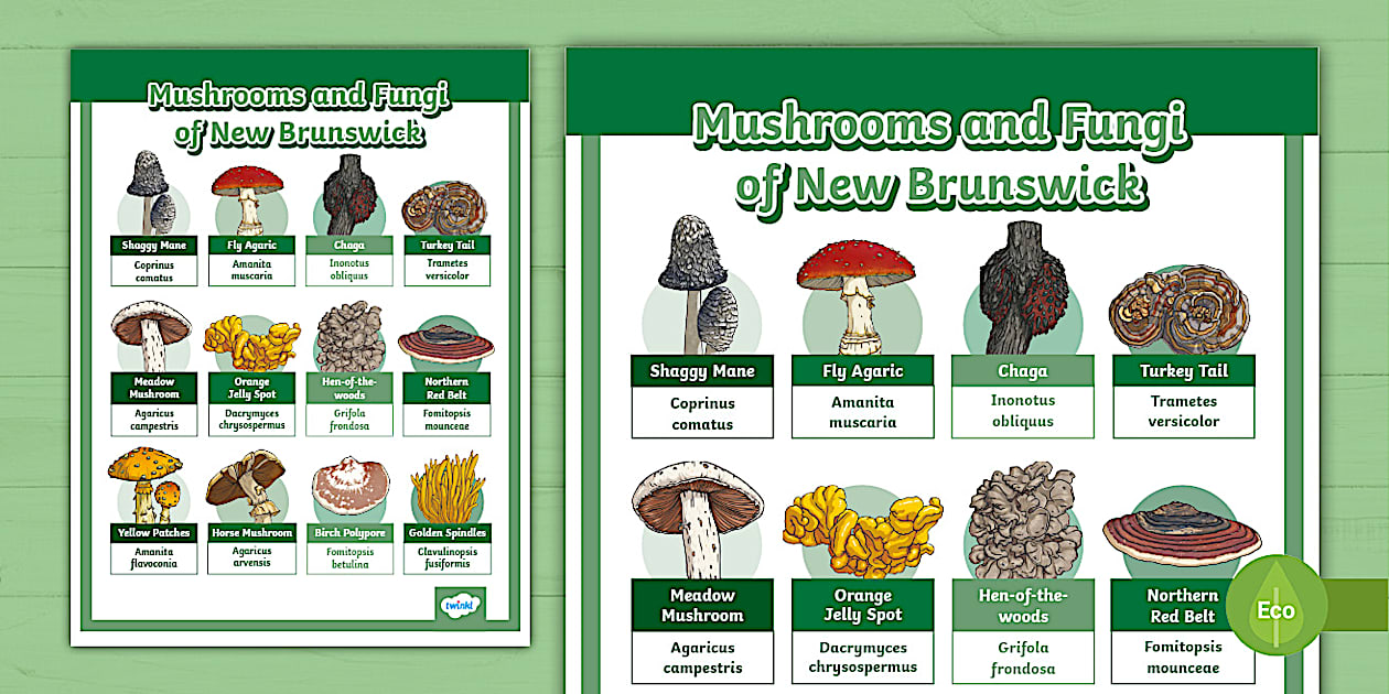 Mushrooms and Fungi of New Brunswick Poster (teacher made)