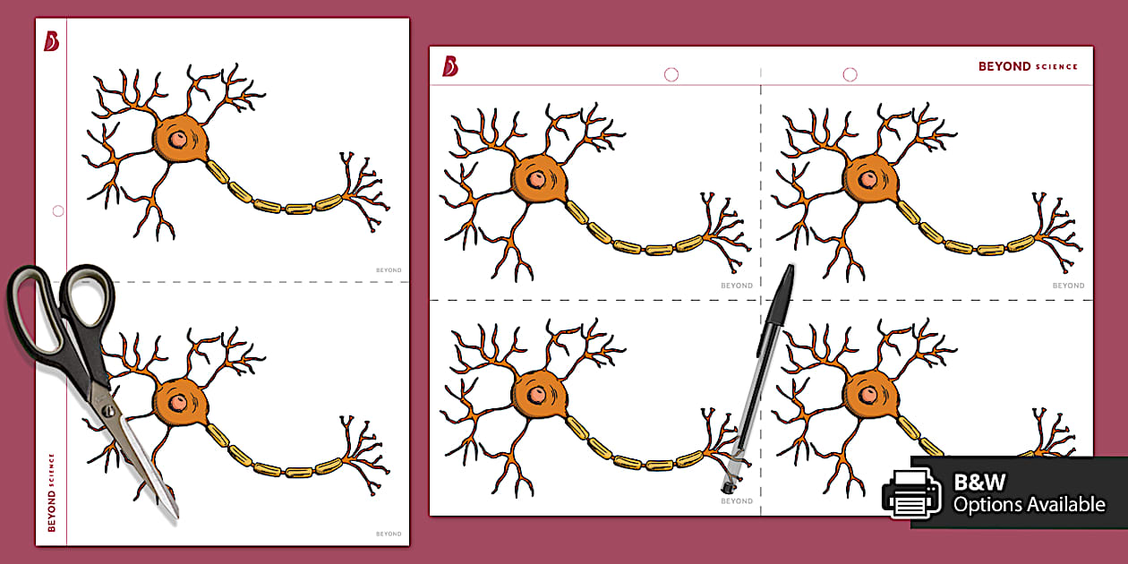 Neurone Illustration | Science | Beyond Secondary - Twinkl