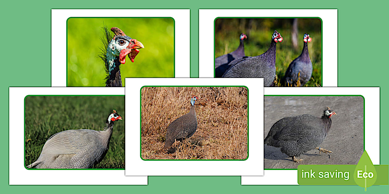 Photos of Guinea Fowl Photo Pack (teacher made) - Twinkl