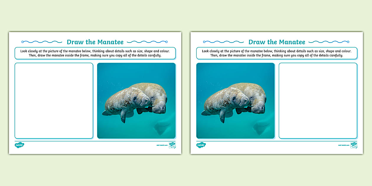 Draw a Manatee Worksheet (teacher made) - Twinkl