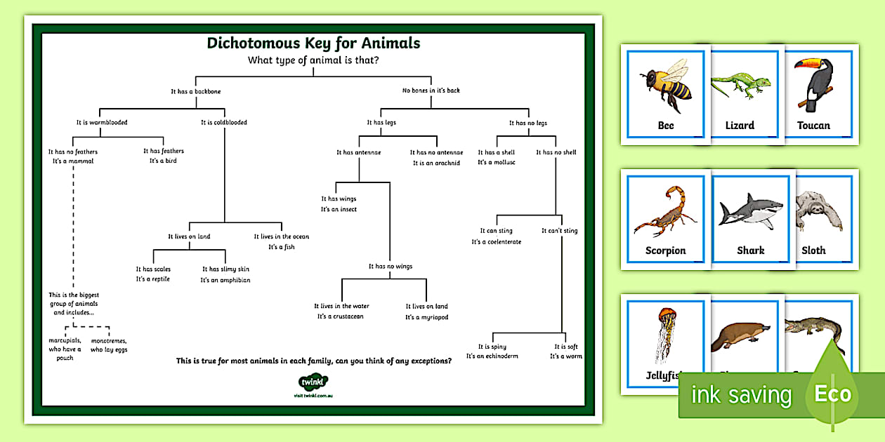 Dichotomous Key for Animals Matching Game - Twinkl