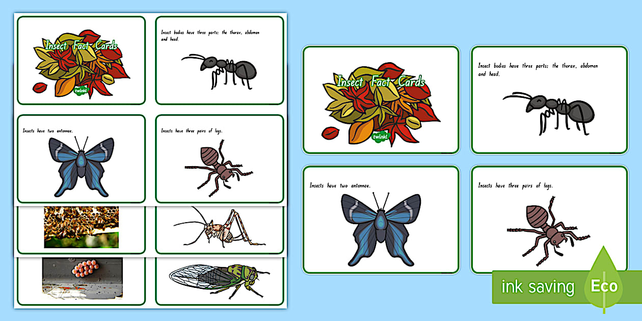 New Zealand Insect Fact Cards (teacher made) - Twinkl