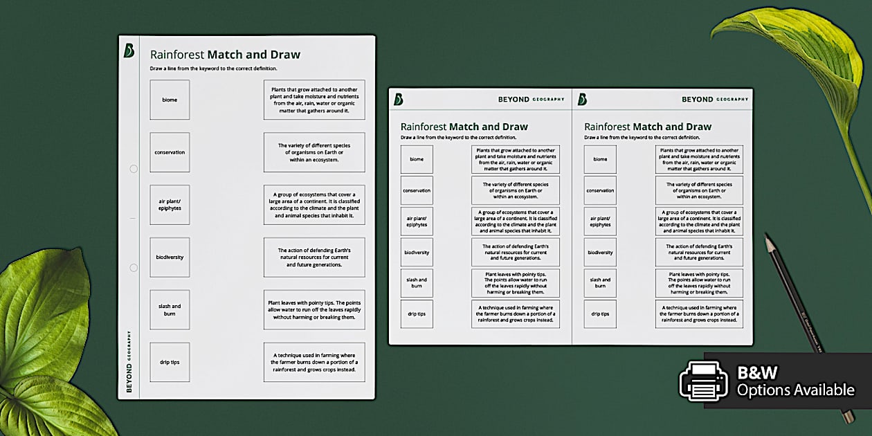 KS3 Rainforest Match and Draw (Lehrer gemacht) - Twinkl