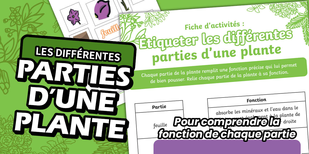 Fiche d'activités : Étiqueter les parties d'une plante