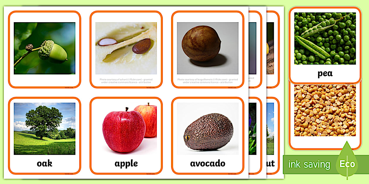 Editable Seeds and Plants Matching Cards (teacher made)