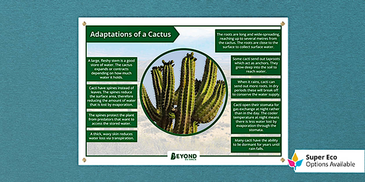 Cactus Adaptations Display Poster | Biology | Beyond