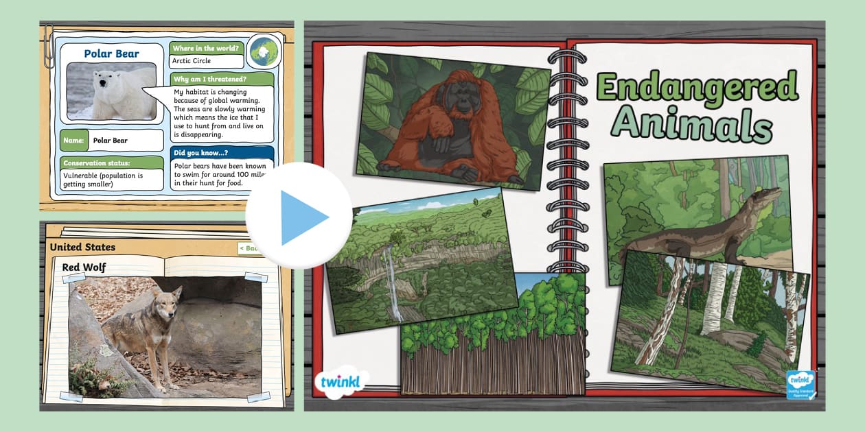 Endangered Species Powerpoint Project | Twinkl Australia