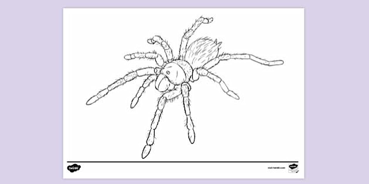 Tarantula Colouring Sheet | Colouring Sheets - Twinkl