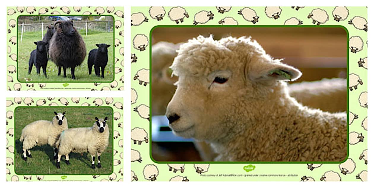 Sheep Photo PowerPoint (teacher made) - Twinkl