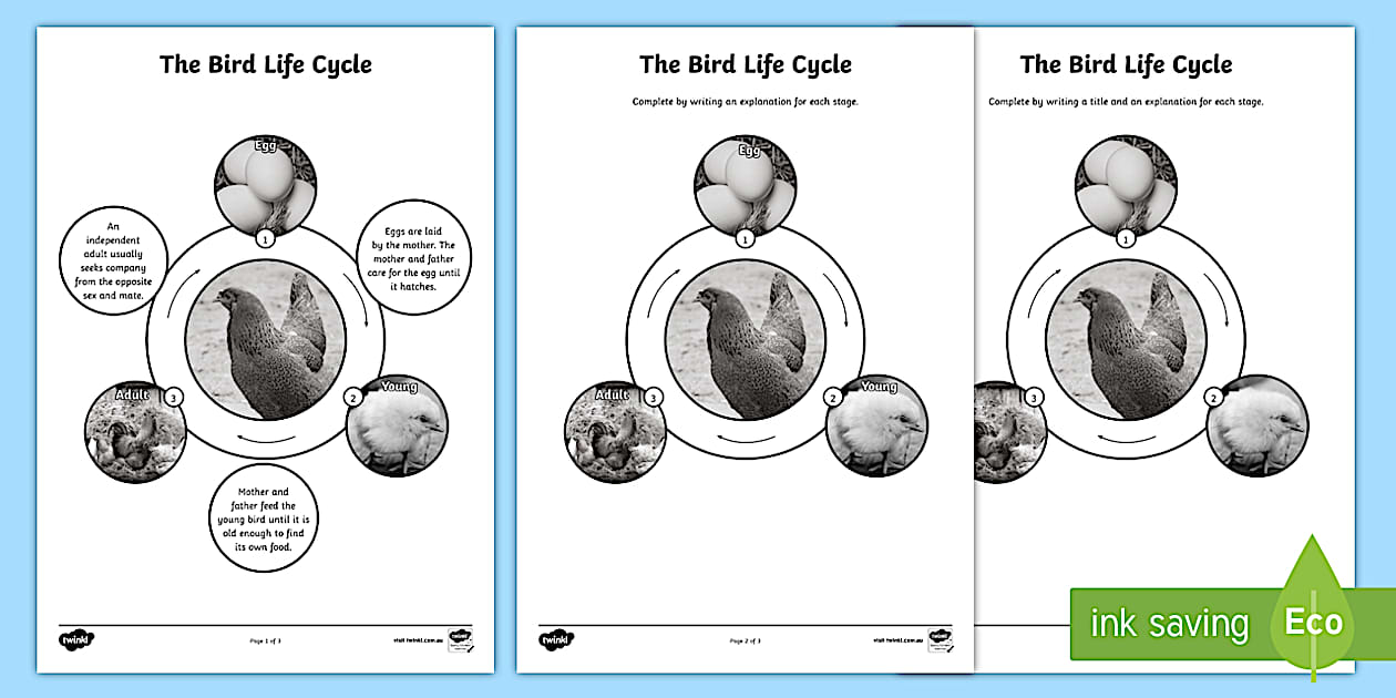 Life Cycle of a Bird Worksheet – Animal Life Cycles