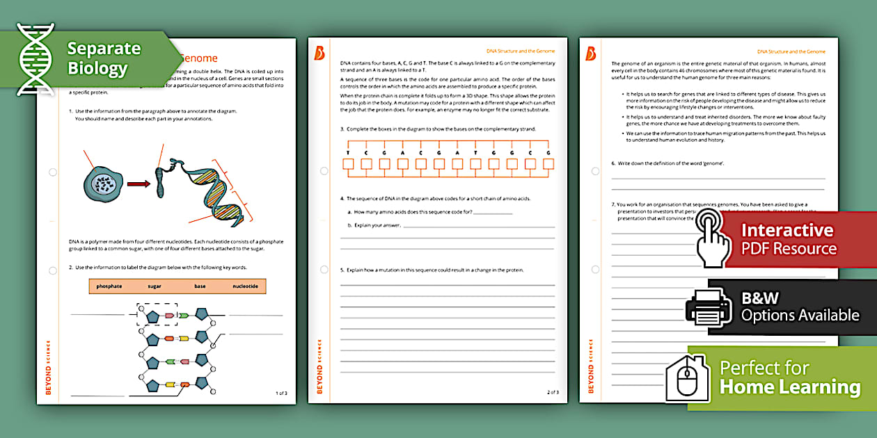 DNA Structure and the Genome | GCSE Biology | Beyond