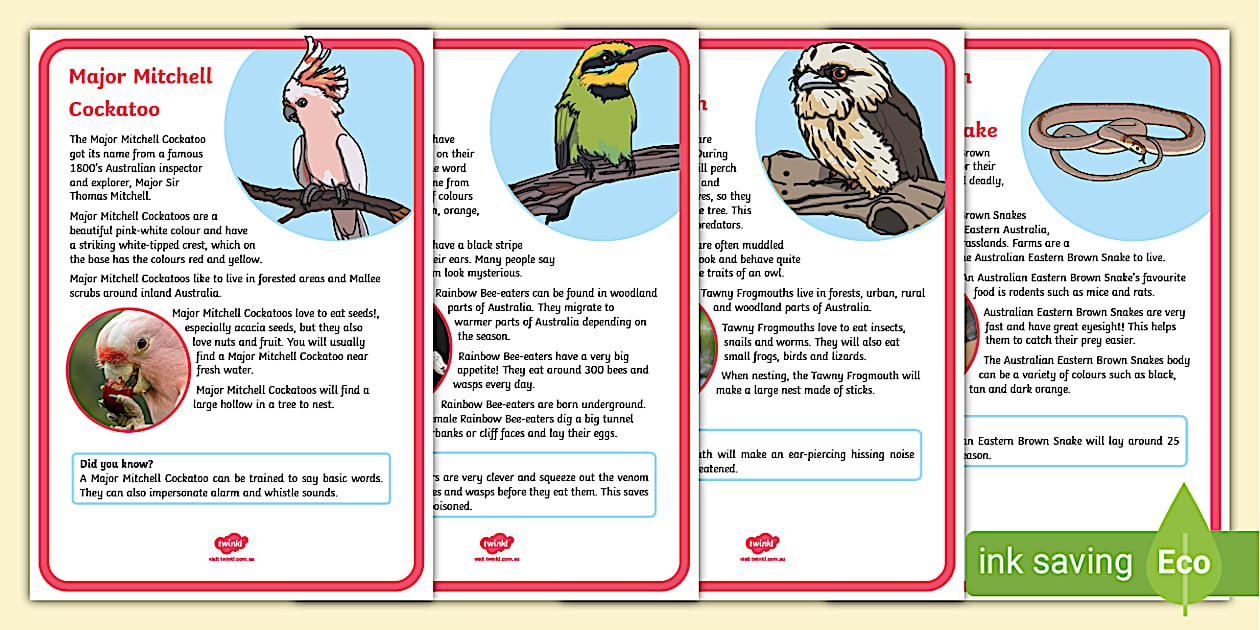 Australian Animals Fact Files (teacher made) - Twinkl