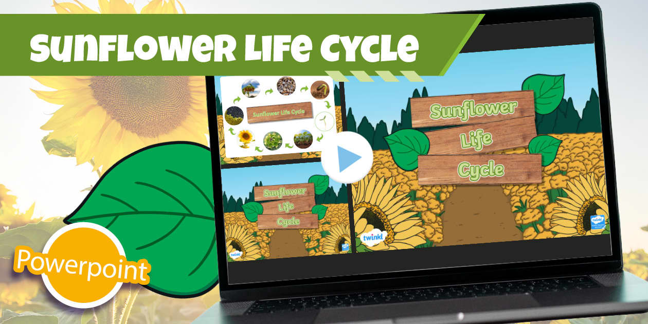 Sunflower Life Cycle PowerPoint