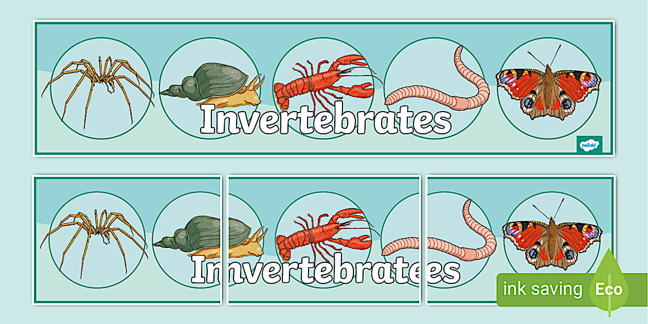 Invertebrates Display Banner | KS2 Science (teacher made)