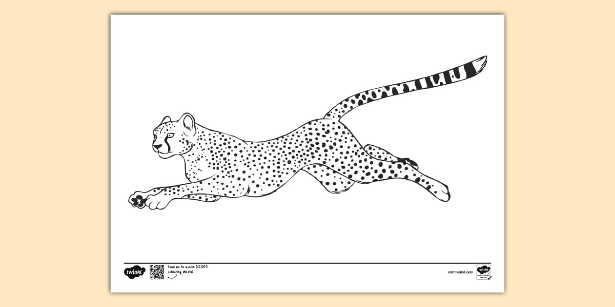 Cheetah Colouring Page | Colouring Sheets - Twinkl