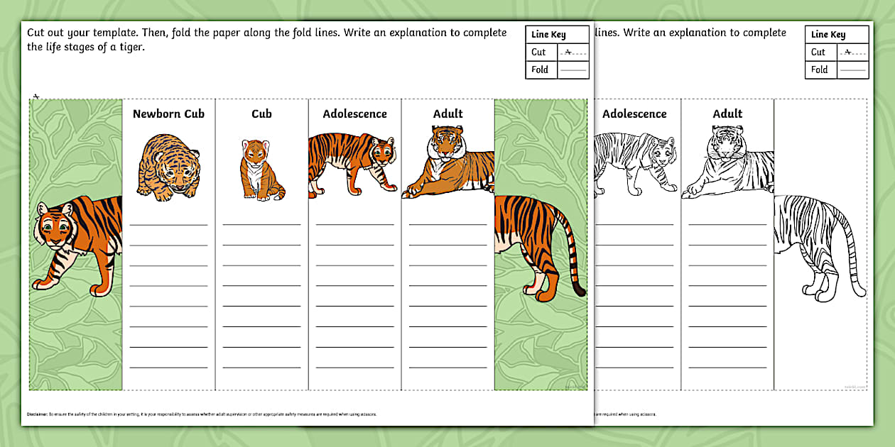 Tiger Folding Life Stages Template (teacher made) - Twinkl