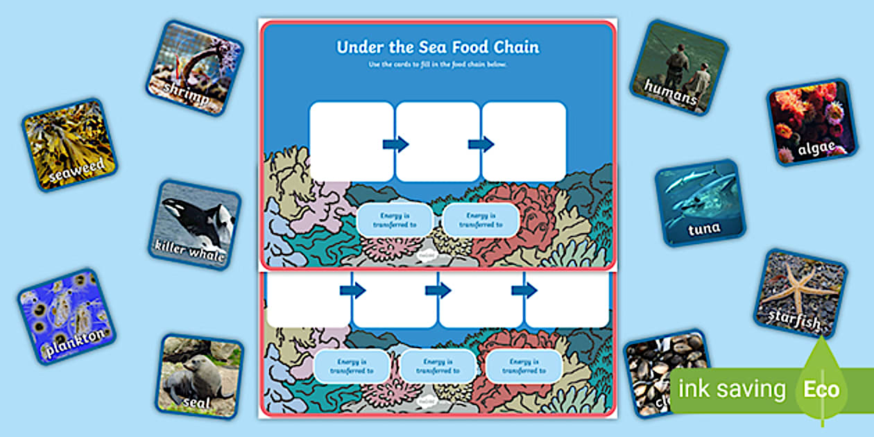 Under the Sea Food Chain Sorting Activity - Twinkl