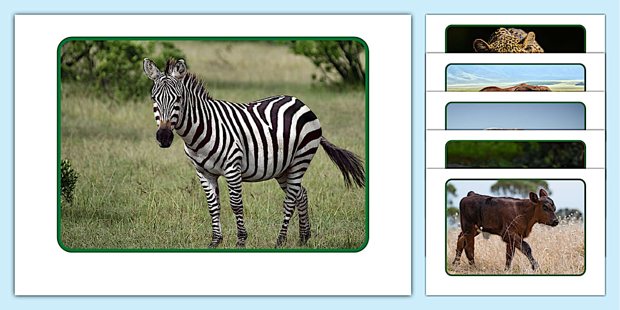Animals Walking Photo Pack (teacher made) - Twinkl