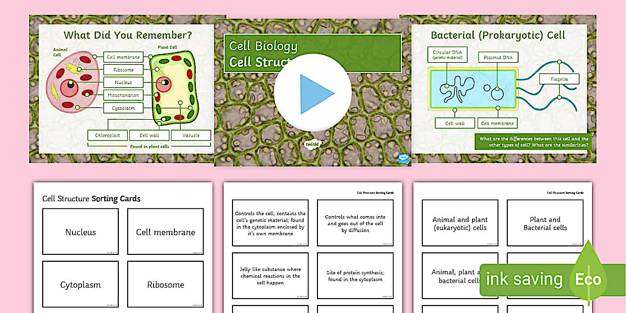 Biology Week Cell Structure Lesson PowerPoint - Twinkl