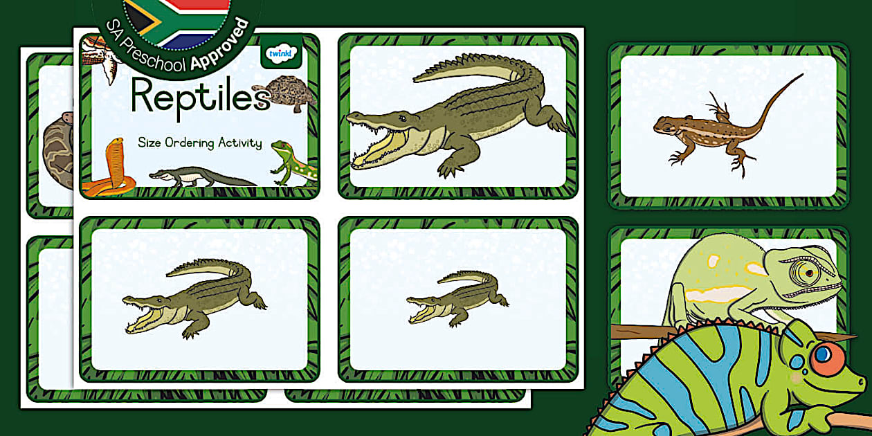 Reptiles: Sizes Ordering Activity (teacher made) - Twinkl