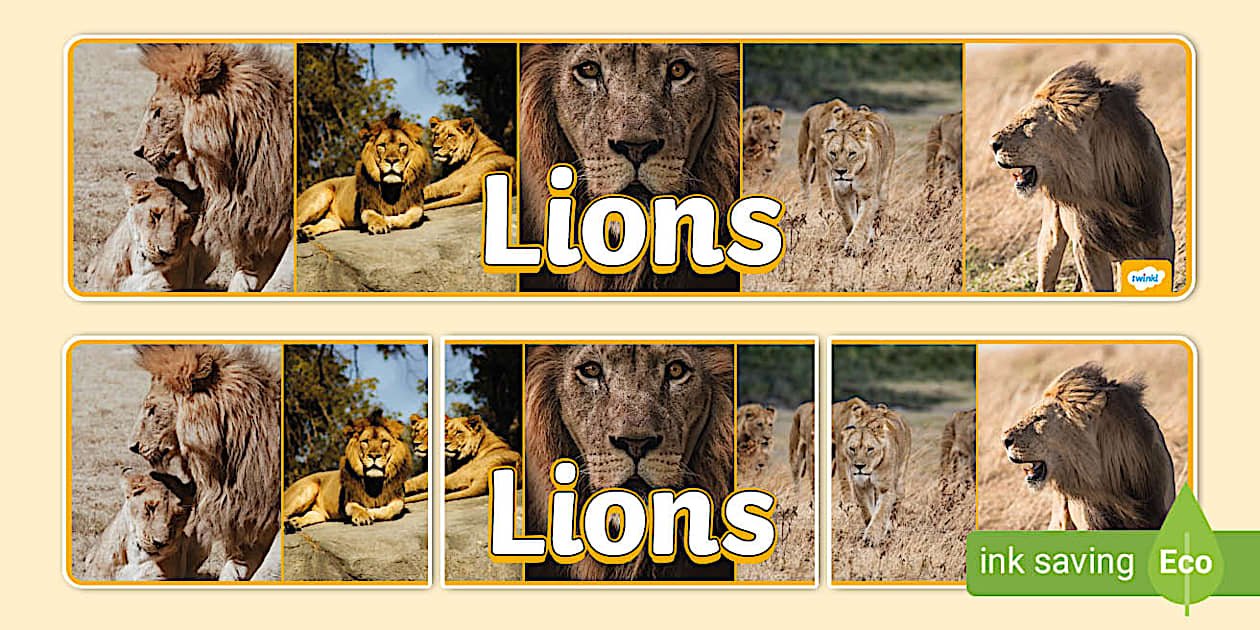 Lions Photo Display Banner (teacher made) - Twinkl