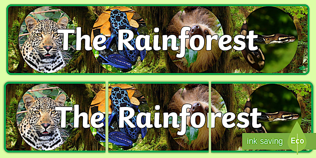 The Rainforest Photo Banner (teacher made) - Twinkl