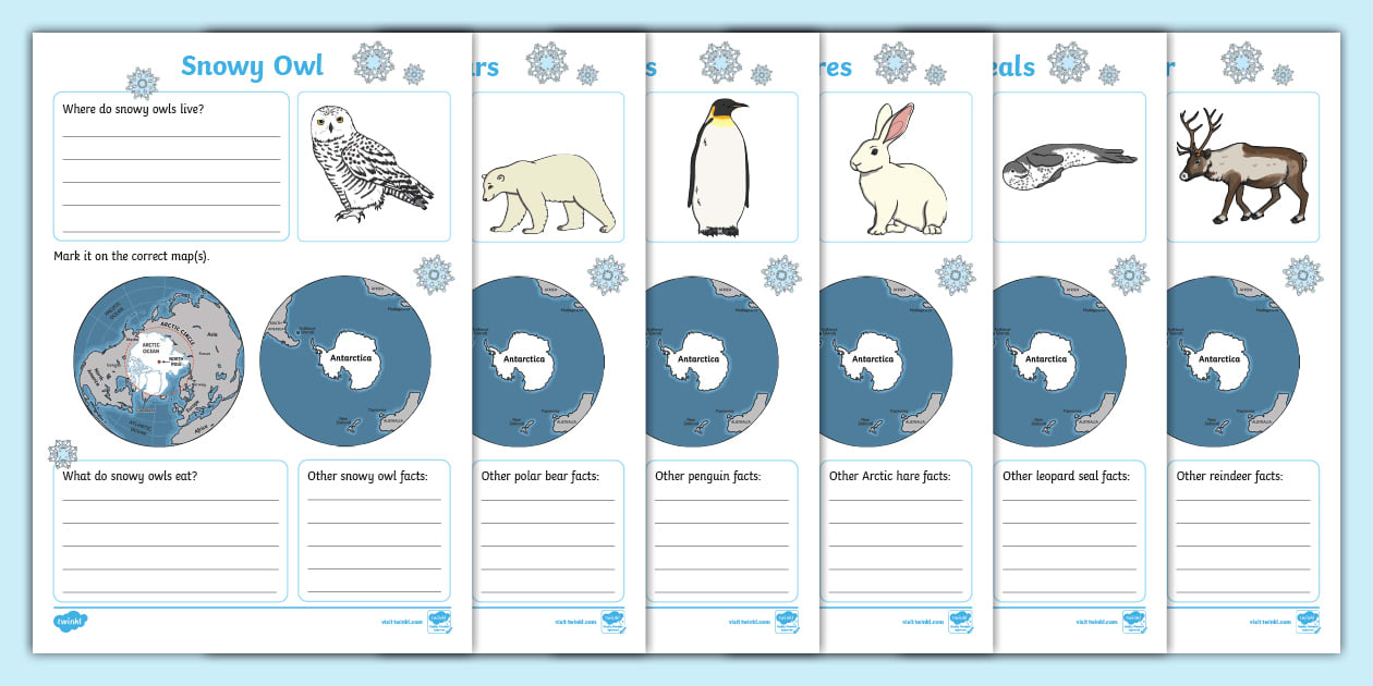 Polar Animals Fact File Worksheets (teacher made) - Twinkl