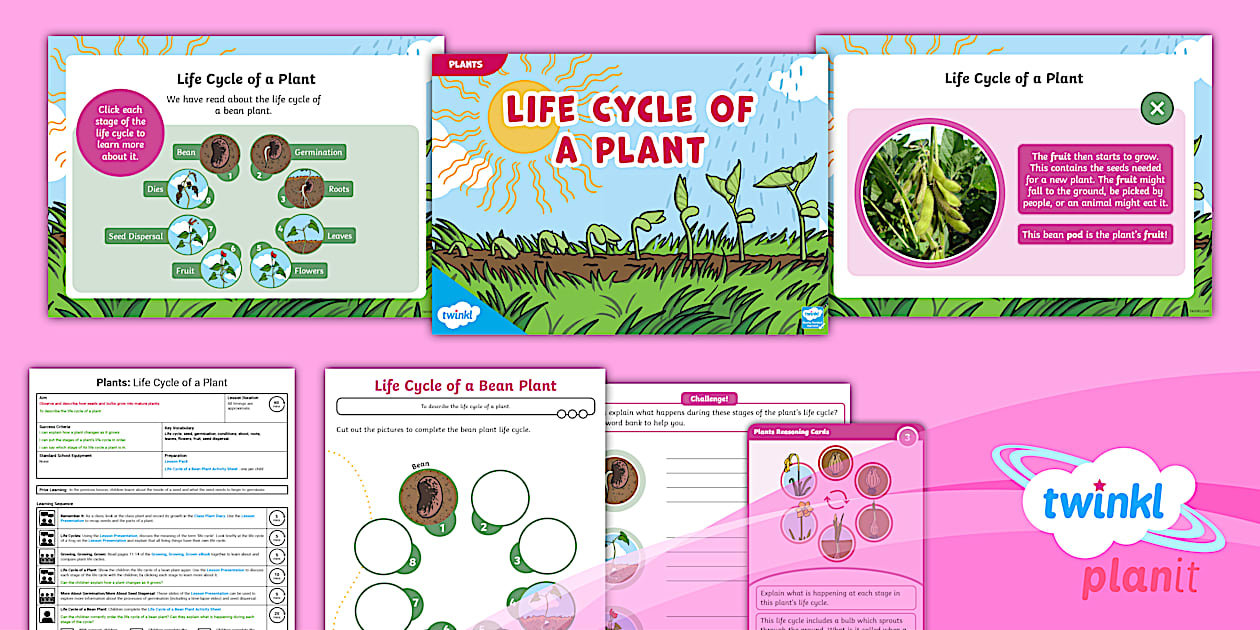 Science: Plants: Life Cycle of a Plant: Year 2 Lesson 3