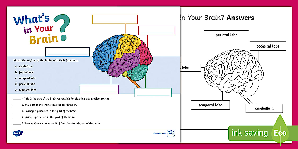 What's in Your Brain? Label the Diagram Worksheet