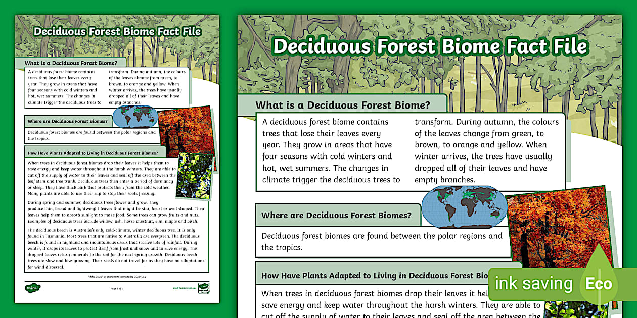 Deciduous Forest Biome Fact File | Environmental Adaptations