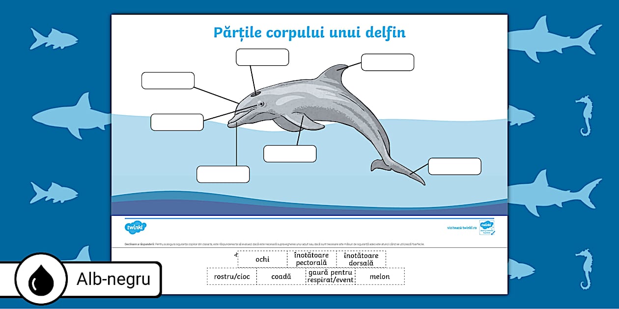 Părțile corpului unui delfin – Fișă de lucru - Twinkl