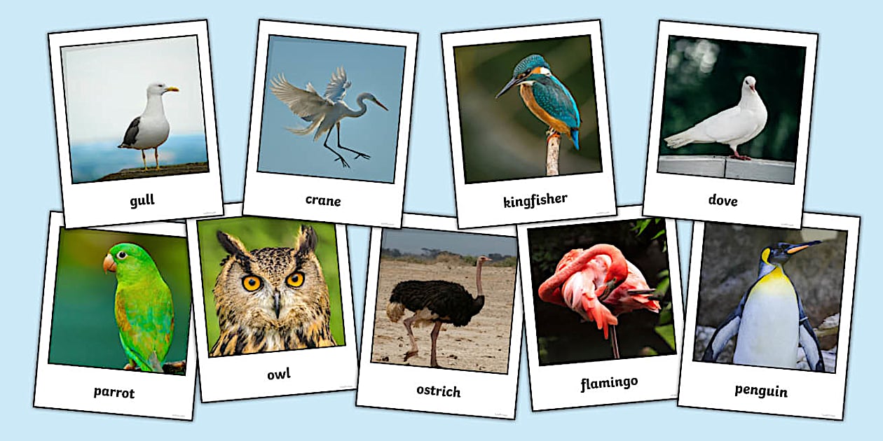 Bird Classification Instant Photo Style Display Images