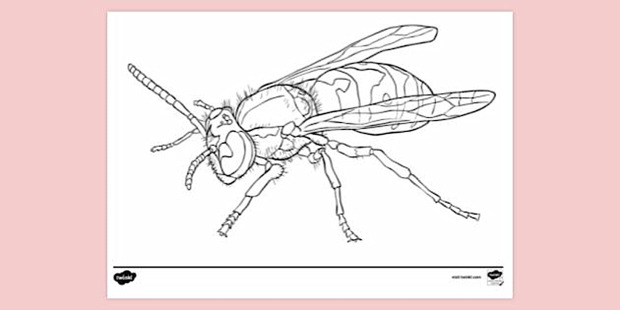 Creepy Wasp Colouring Sheet | Colouring Sheets - Twinkl