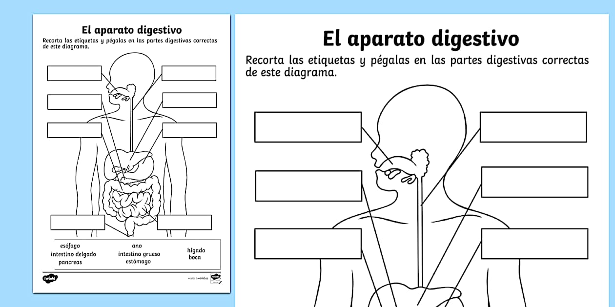 Ficha de actividad: Etiqueta el aparato digestivo - Twinkl