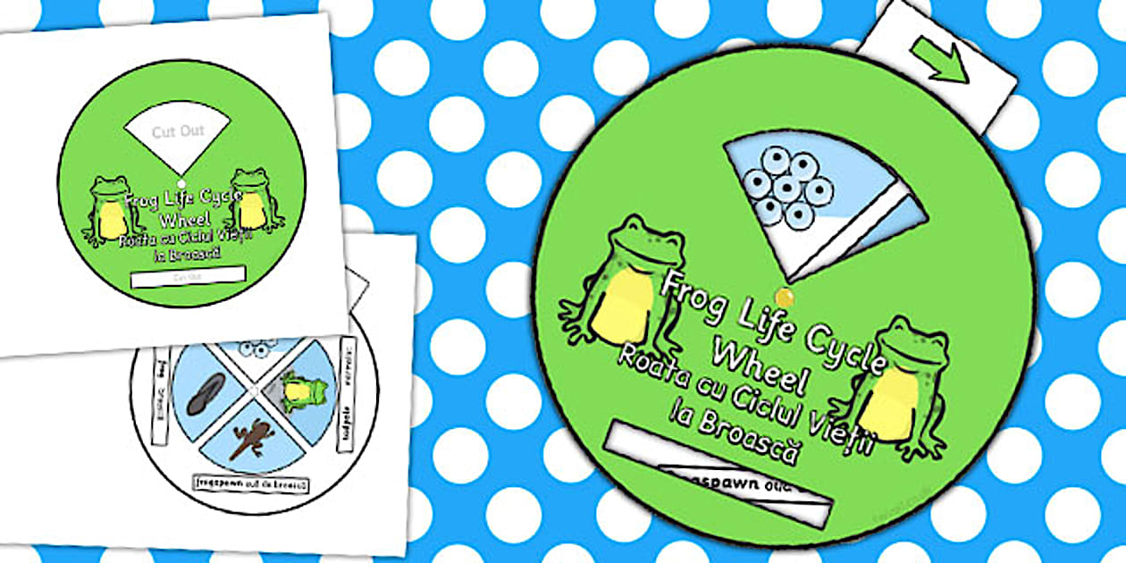 Frog Life Cycle Spin Wheel Romanian Translation