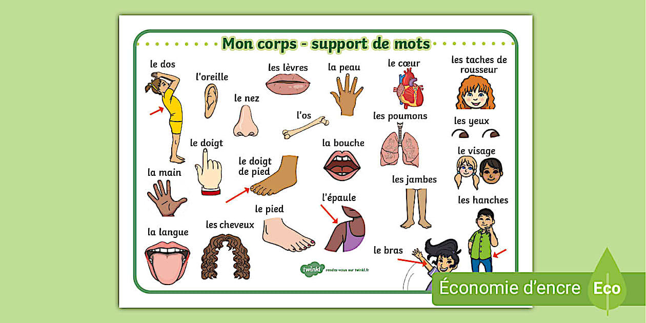 Mon corps - support de mots - vocabulaire - Twinkl